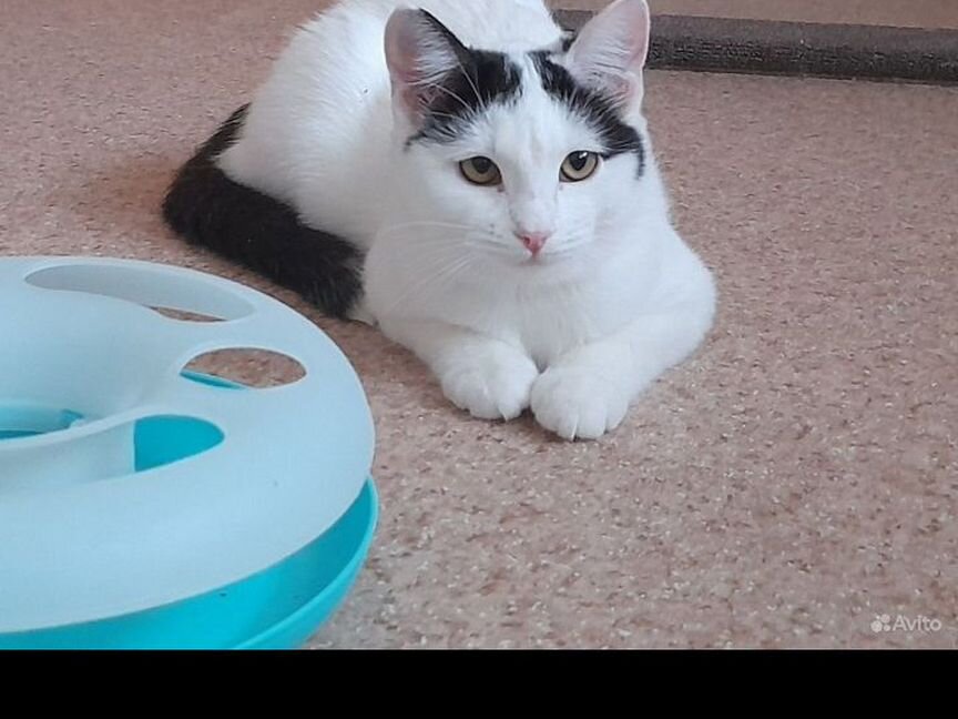 Кошка Нежная крошка
