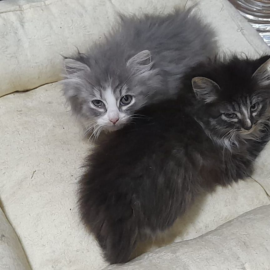 Котики в добрые руки