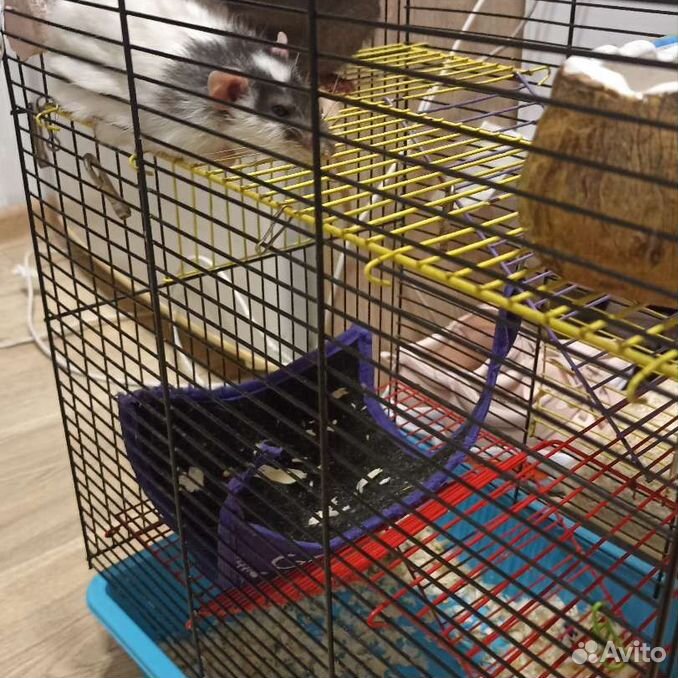 Крыса дамбо бесплатно