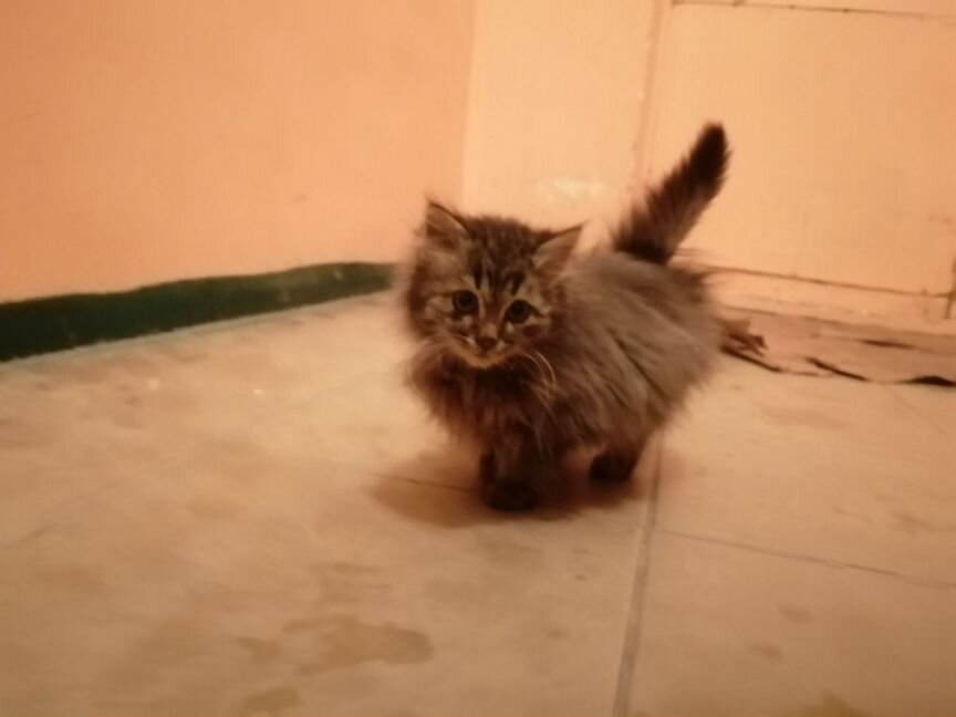 Котенок