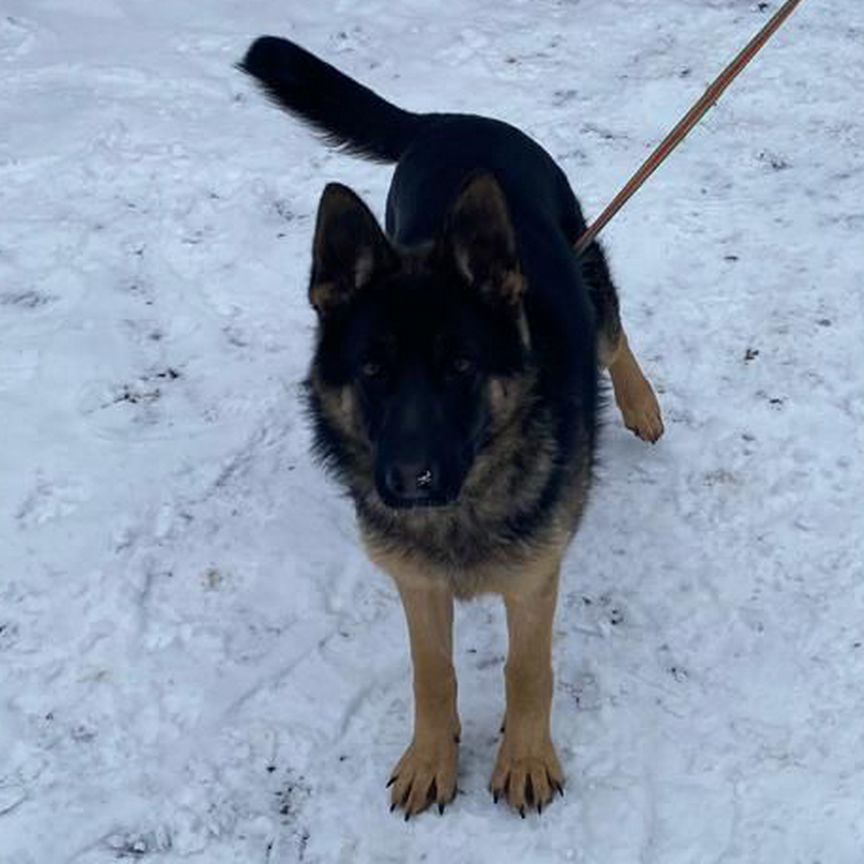 Немецкая овчарка, взрослая собака