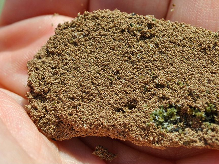 Яйцо артемии