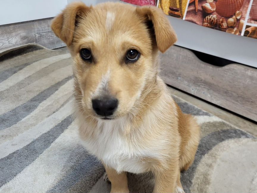 Щенок в добрые руки