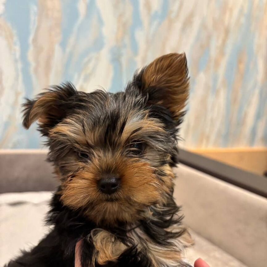 Йоркширский терьер мини щенки