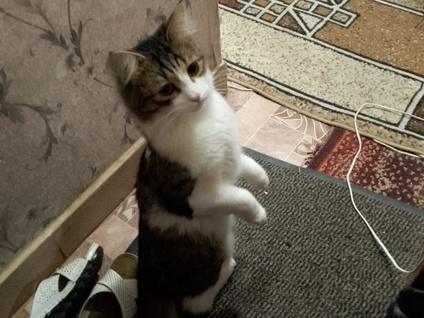 Шикарный котик ищет дом