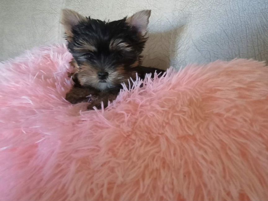 Маленький красавчик