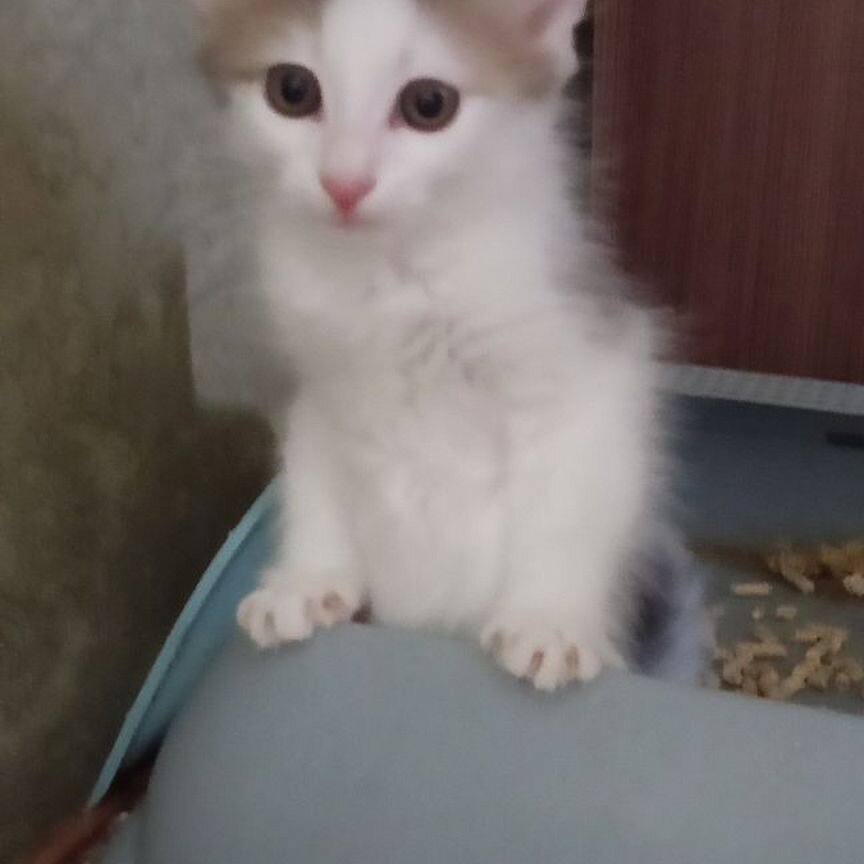 Котята
