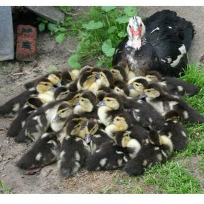 Индоутята суточные