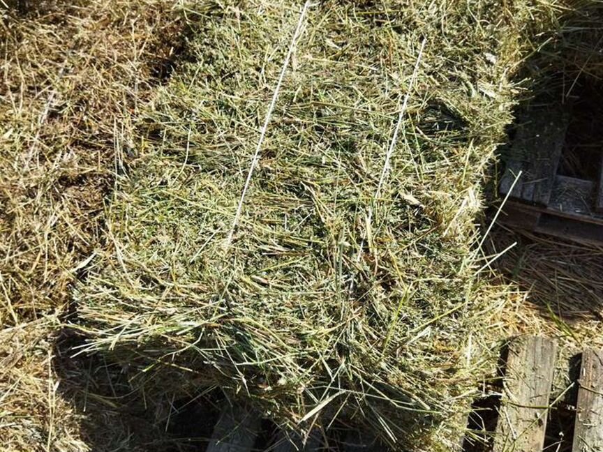 Сено эспарцет