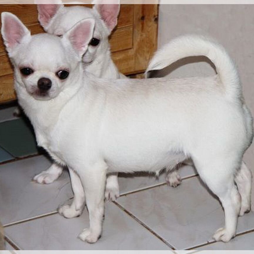Чихуахуа взрослая девочка