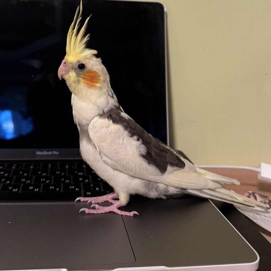 Попугай корелла птенец