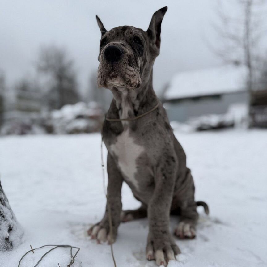 Немецкий дог, щенок