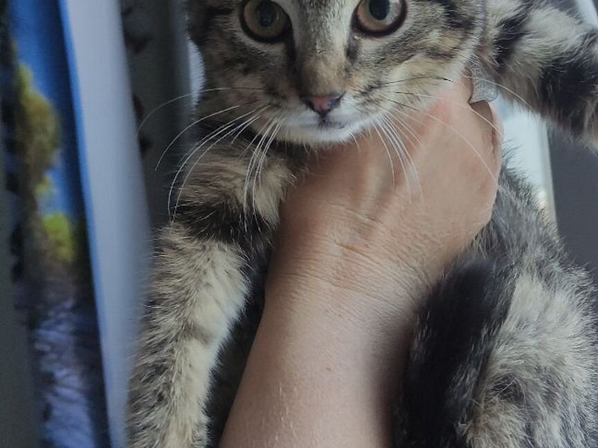 Малышка Лили ищет дом