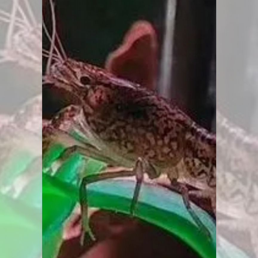 Раки аквариумные, мраморные