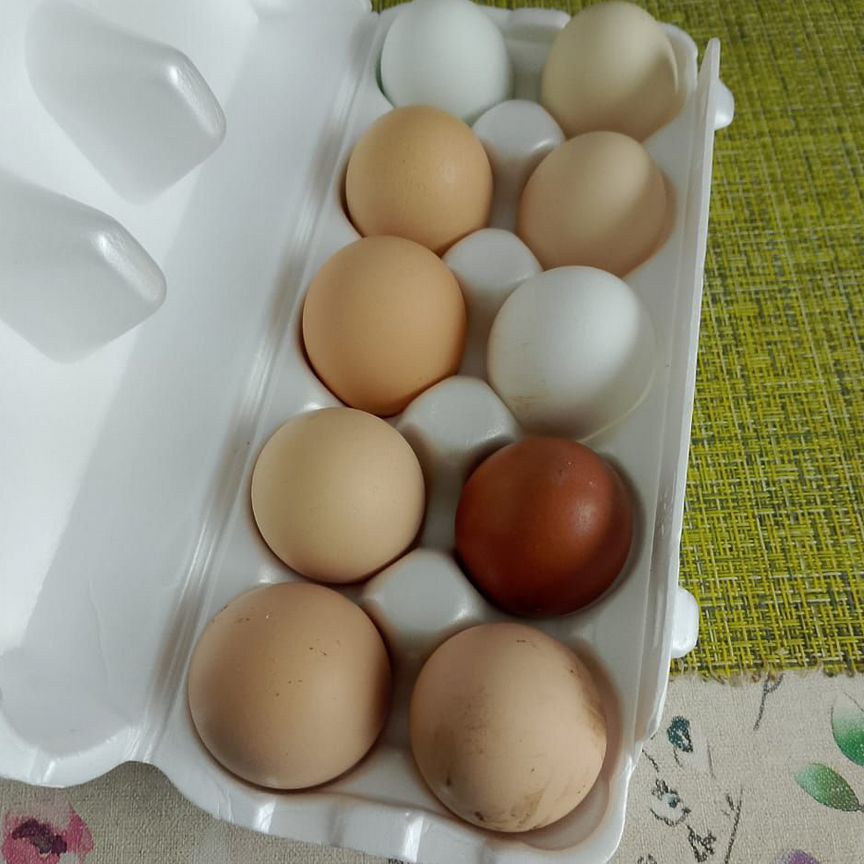 Домашние куриные яйца продажа