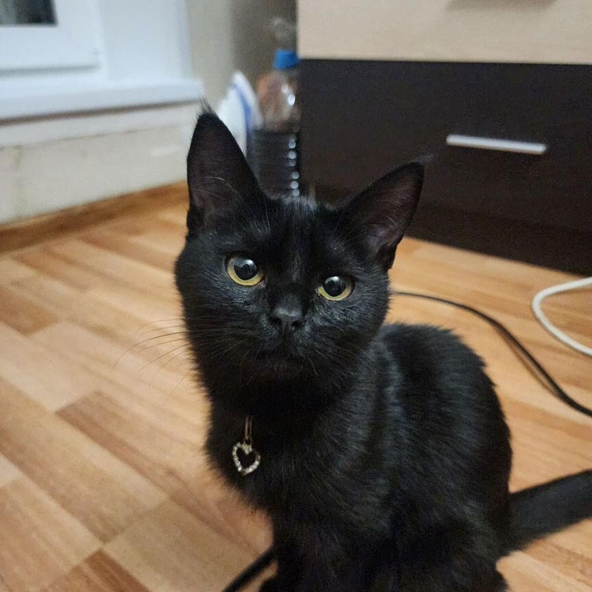 Черная кошка