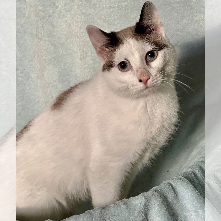 Рэгдолл, взрослый кот