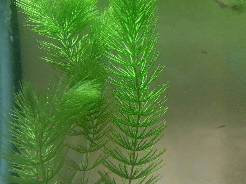 Аквариумное растение