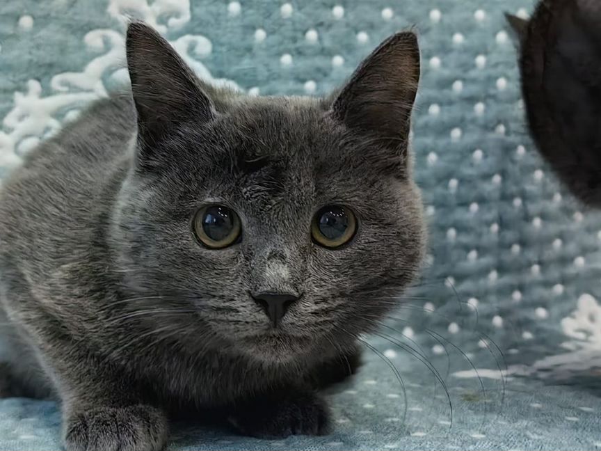 Котёнок-девочка в добрые руки