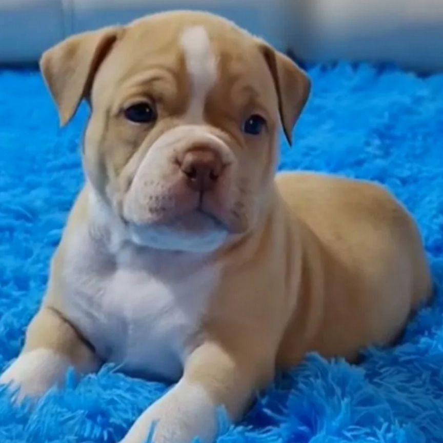 Американский булли, щенок