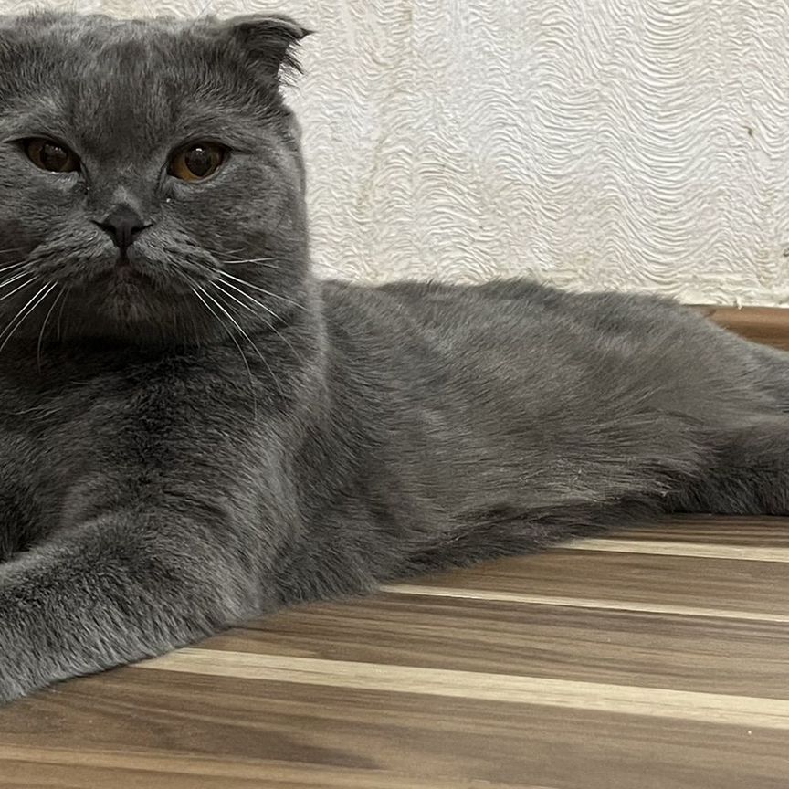 Шотланский вислоухий кот