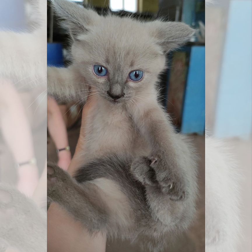 Котёнок в добрые руки