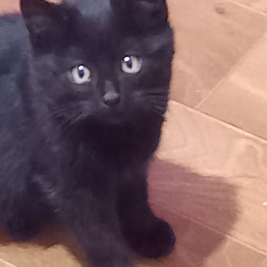 Спасите Котят Ждут добрые руки