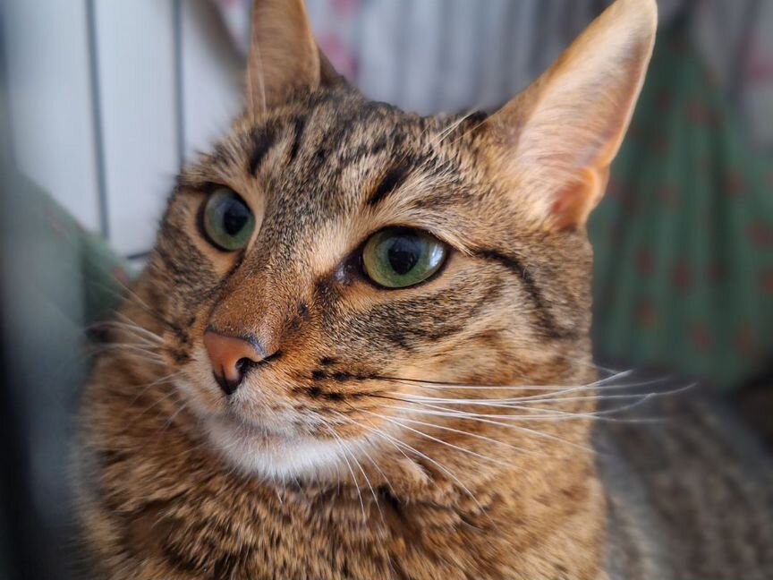 Камышовая кошка из приюта в добрые руки. Бесплатн