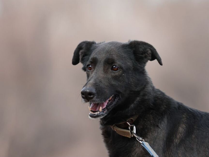 Спокойная ласковая собака из приюта