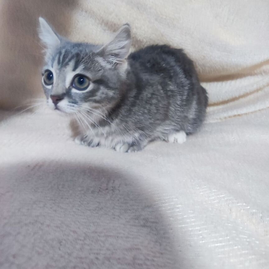 Манчкин с номером