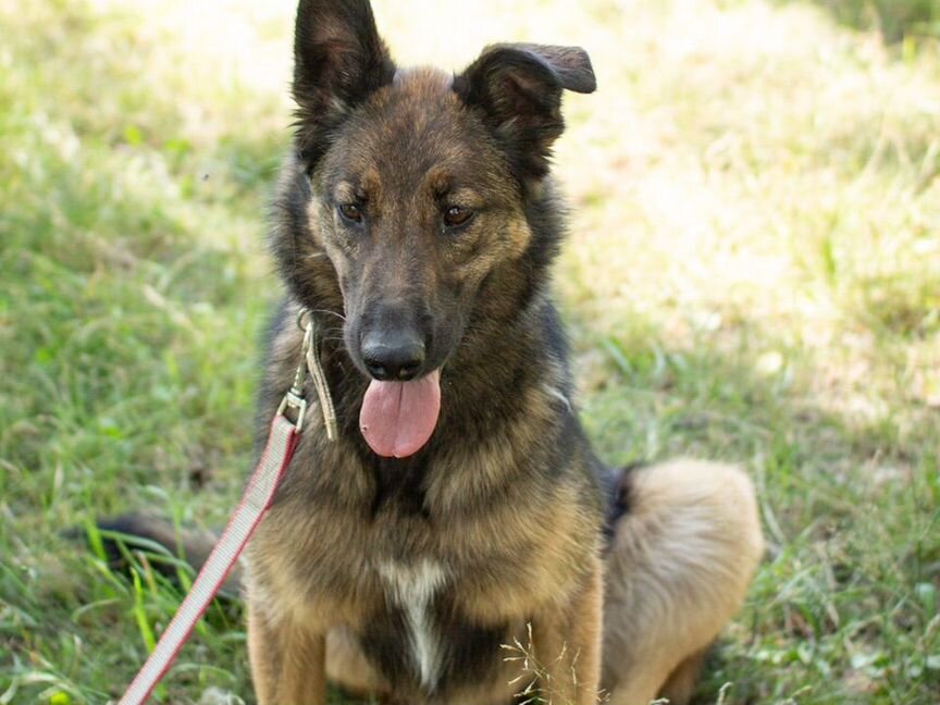 Собака Зира в добрые руки