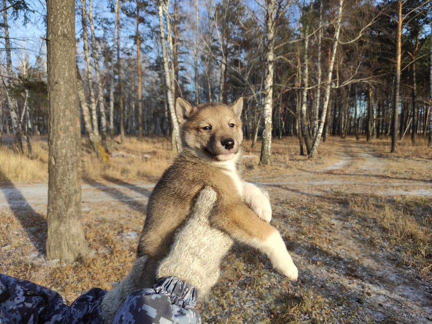 Щенки западно сибирской лайки