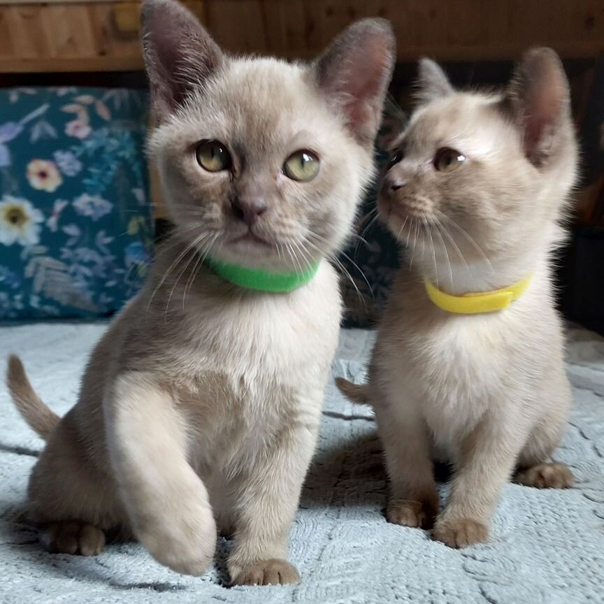 Европейский бурманский котёнок