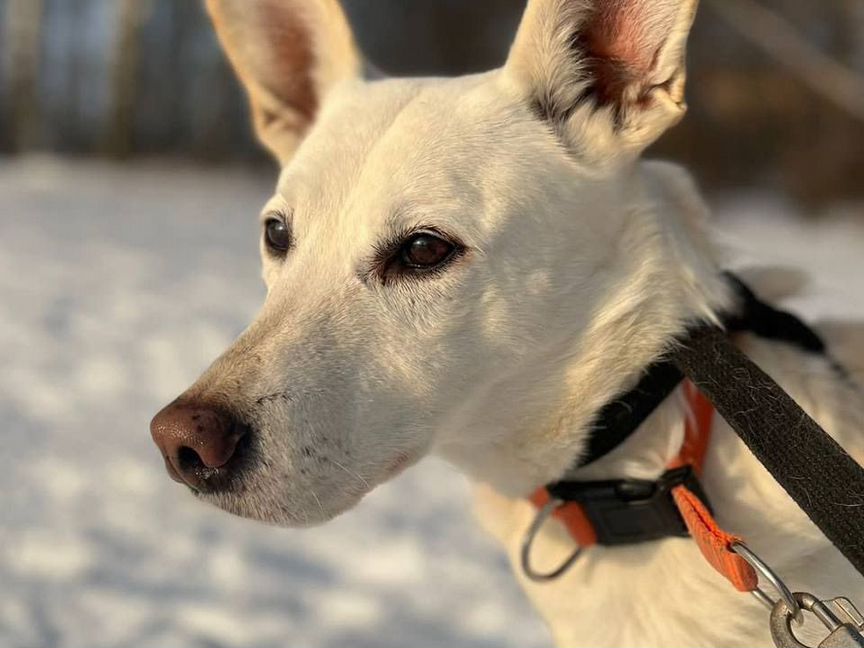 Сахарок мерзет в приюте Некрасовка