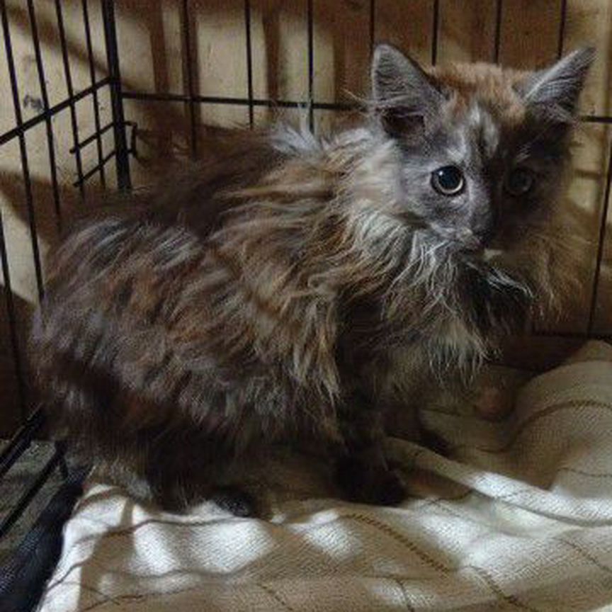 Котенок девочка в добрые руки