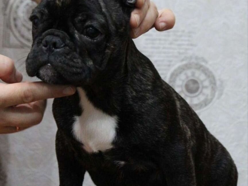 Шикарная девочка француженка