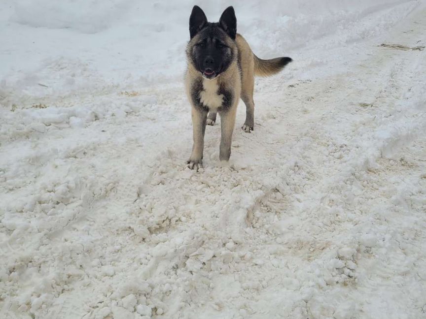 Американская акита Белла