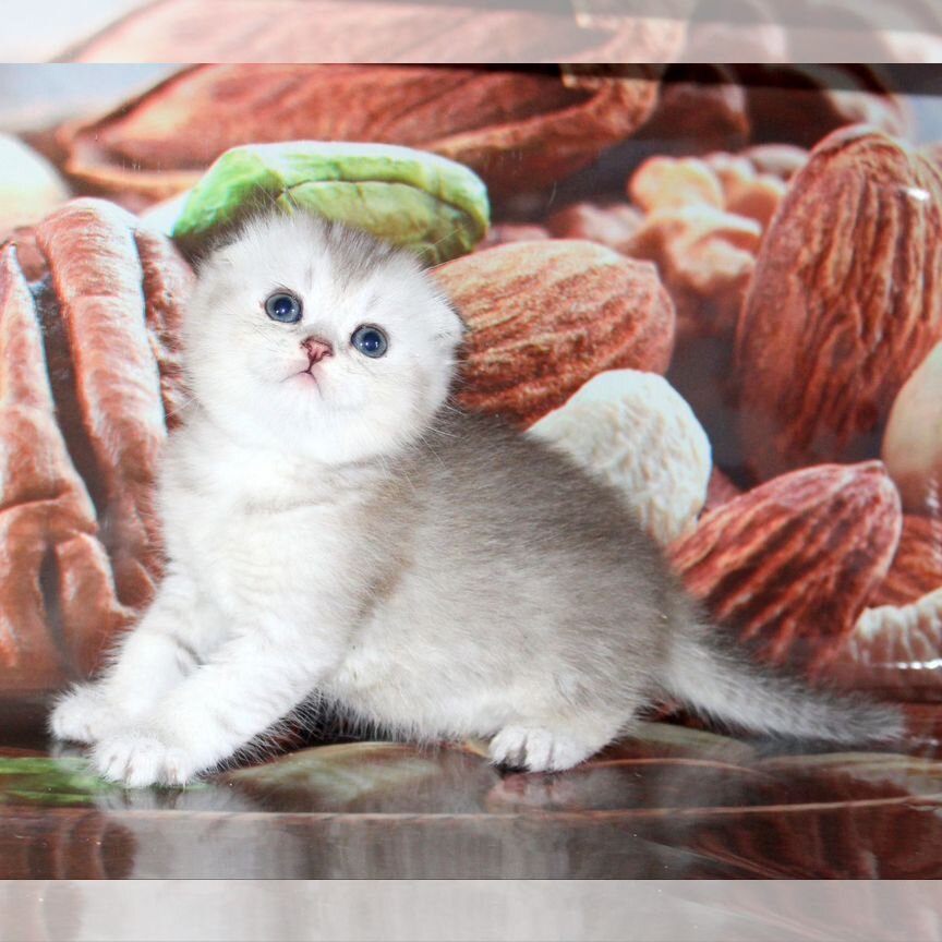 Серебристые шотландские котята