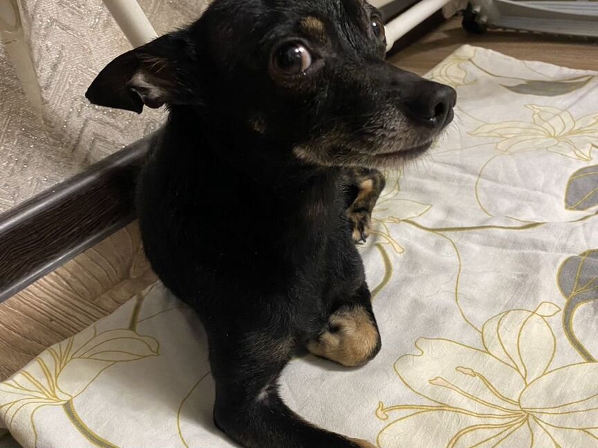 Собака Той терьер нашлась / потерялась