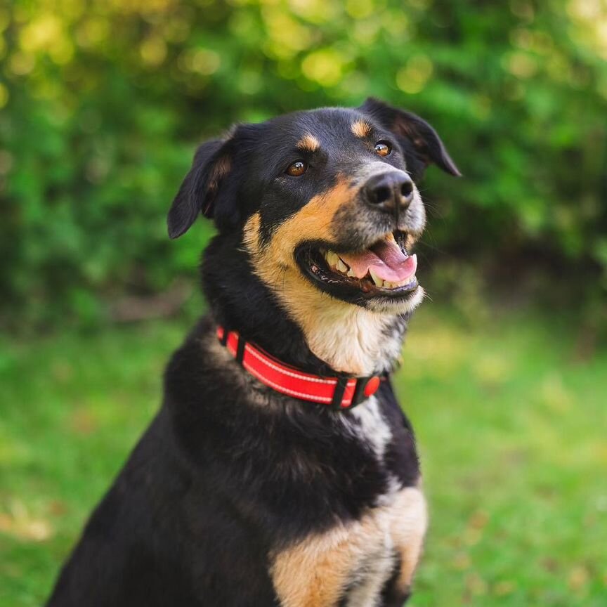 Собака Лилу в добрые руки