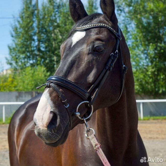 Выездковая лошадь