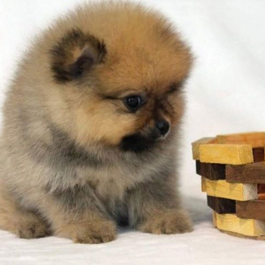 Продам померанского шпица мини мишка