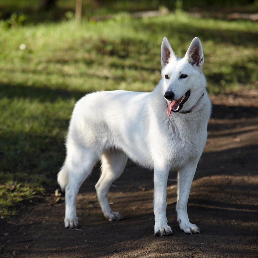 Сирота ищет дом