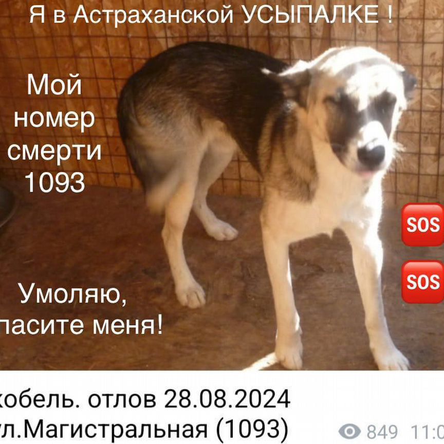 Собака в усыпалке