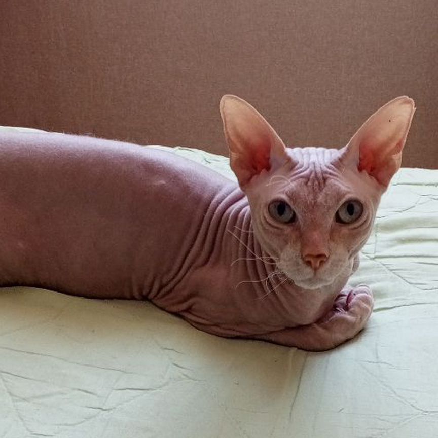 Донской сфинкс, взрослый кот