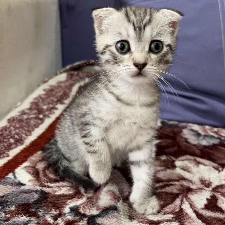 Шотландский вислоухий длинношёрстный котёнок
