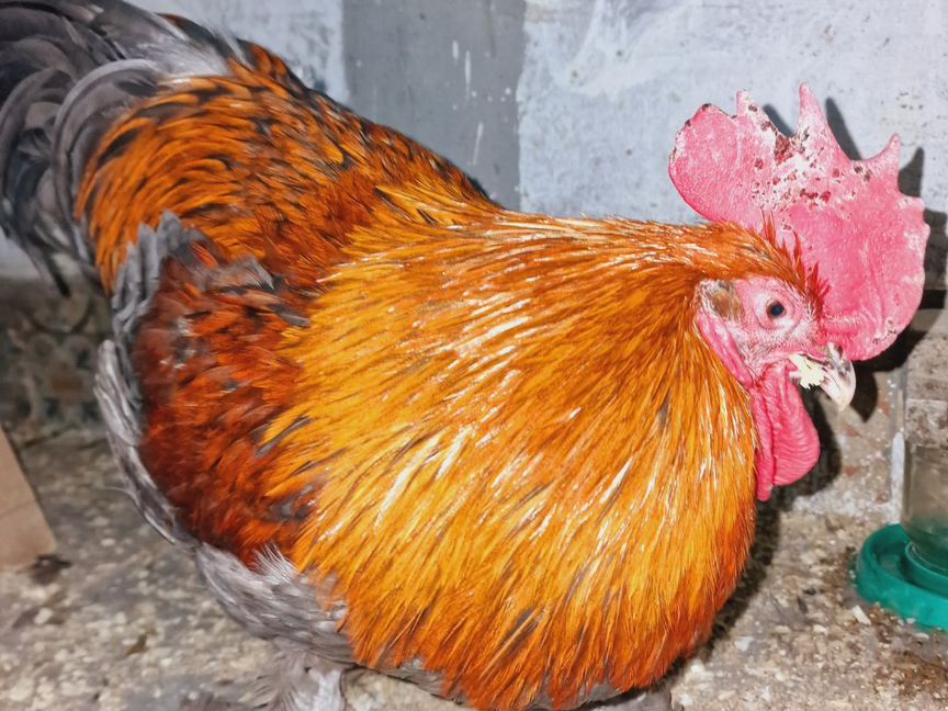 Петух маран медно-голубой