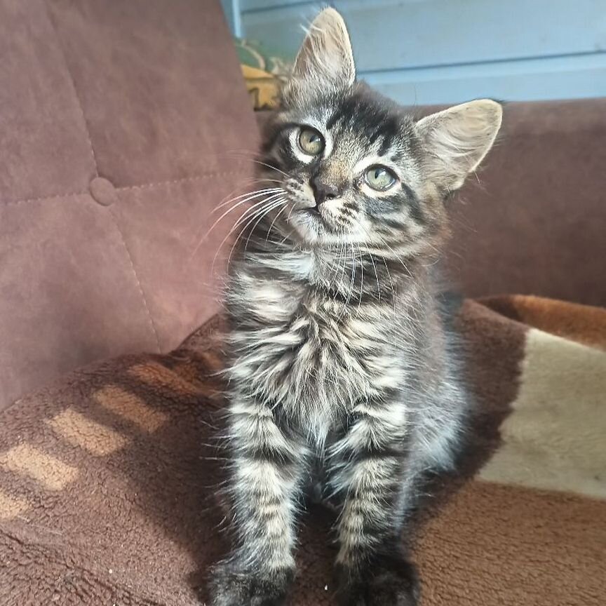 Котёнок от кошки крысоловки