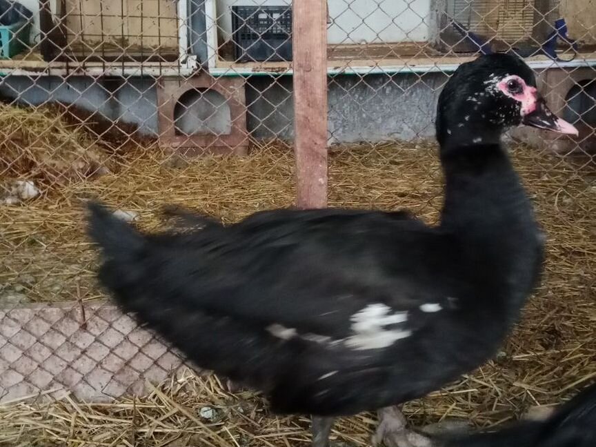 Индоутки и породистые куры