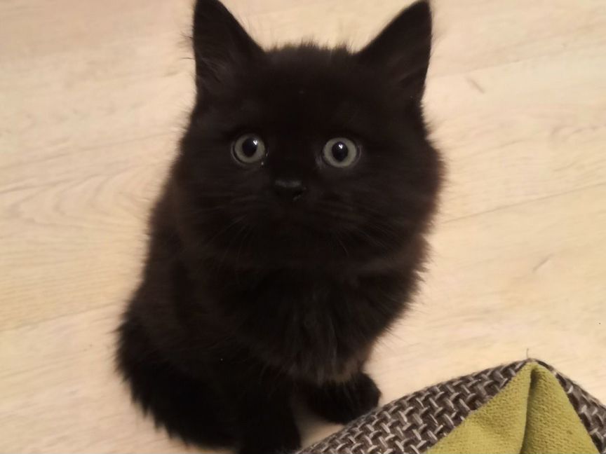 Отдам в добрые руки